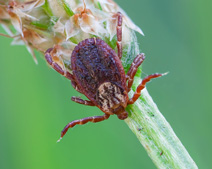 BRD Pest Solutions | Tick Yard Extermination Services